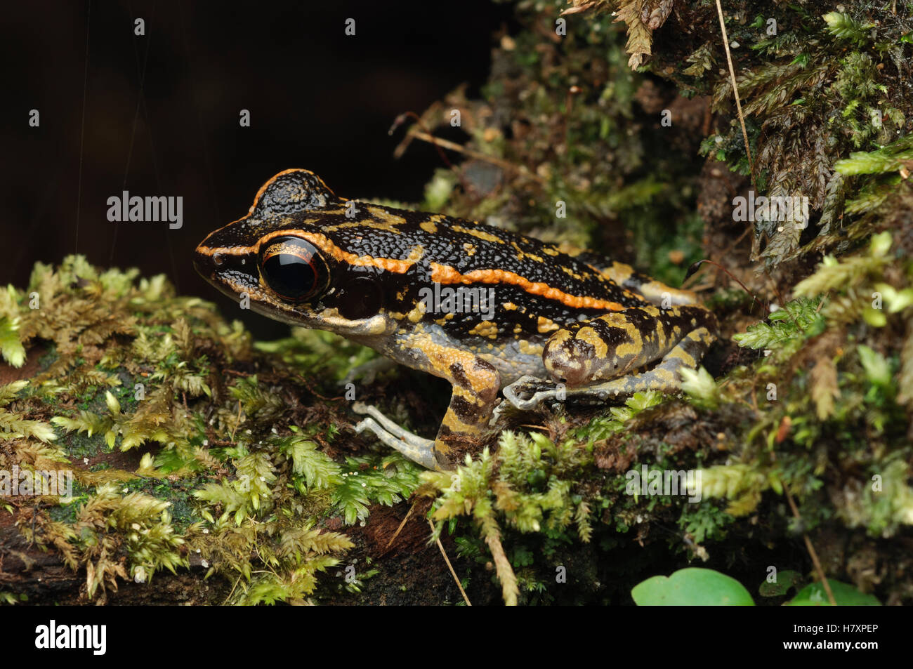 Striped Stream Frog (Rana signata), Lundu, Sarawak, Borneo, Malaysia ...