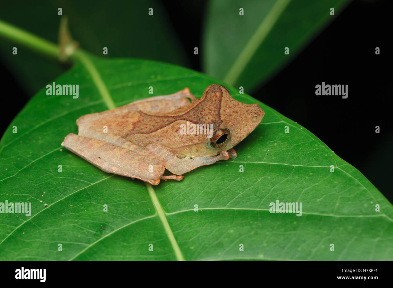 Collett's Tree Frog (Polypedates colletti) juvenile, Lundu, Sarawak ...