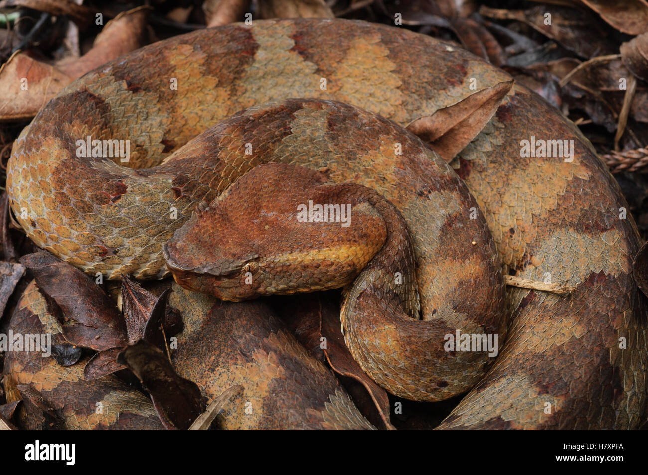 Ashy Pit Viper (Trimeresurus puniceus) camouflaged in leaf litter ...