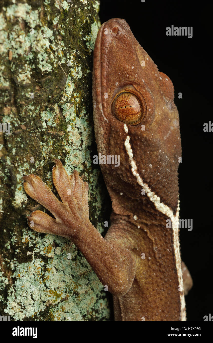 White-line Gecko (Gekko vittatus), Jakarta, Java, Indonesia Stock Photo ...