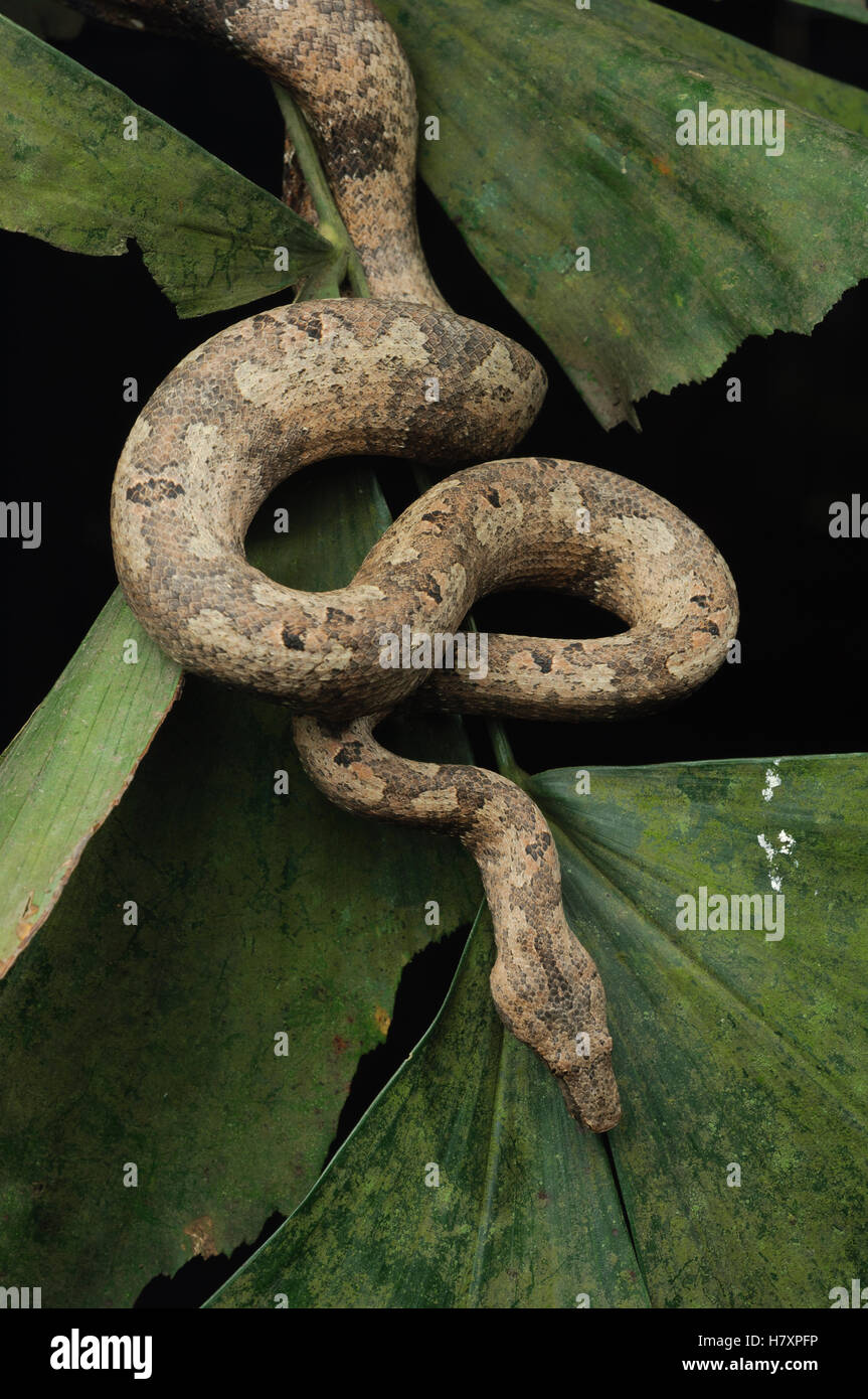 New Guinea Ground Boa (Candoia aspera), Jakarta, Java, Indonesia Stock ...