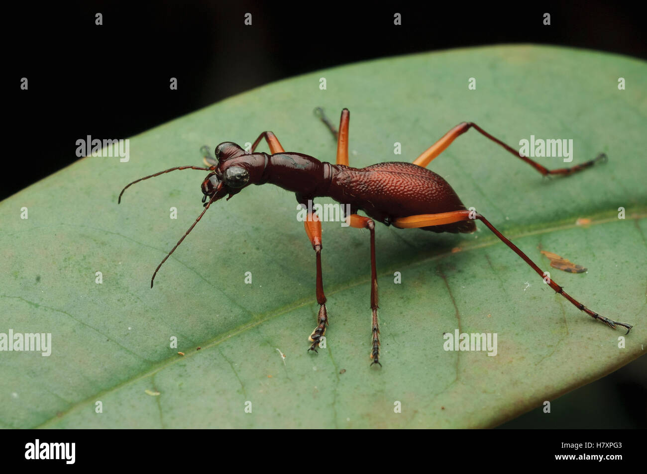 Ground Beetle (Carabidae), Lore Lindu National Park, Sulawesi ...
