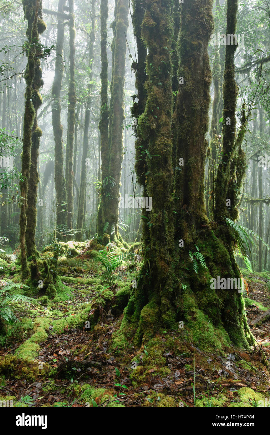 Mossy forest with mist on tropical mountain summit, Lore Lindu National ...