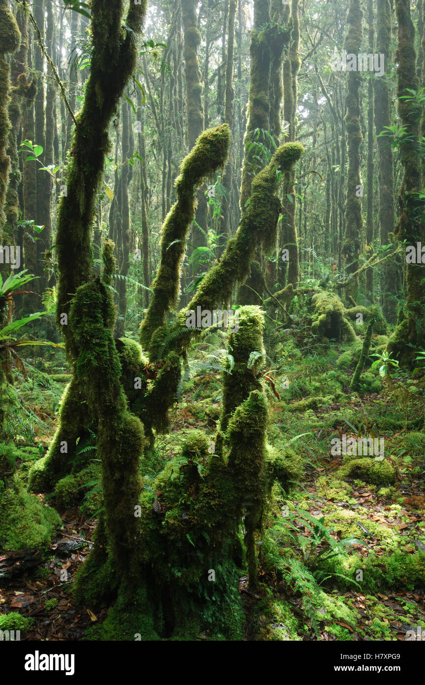 Mossy forest with mist on tropical mountain summit, Lore Lindu National ...