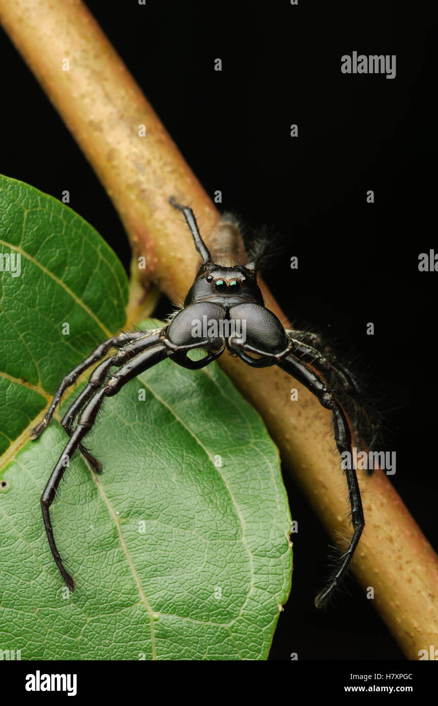 Jumping Spider (Hyllus walckenaeri) displaying its massive chelicerae ...