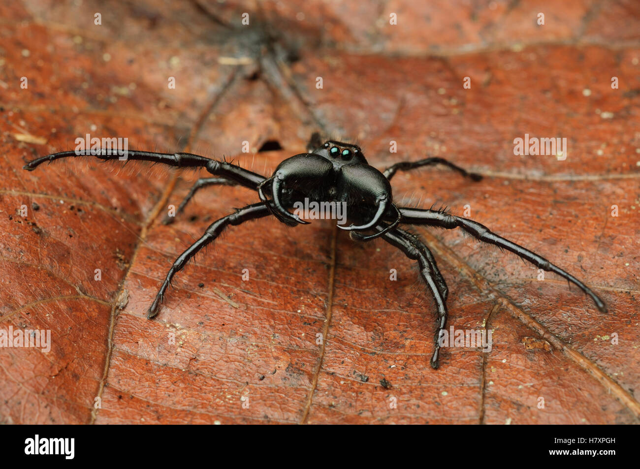 Jumping Spider (Hyllus walckenaeri) displaying its massive chelicerae ...