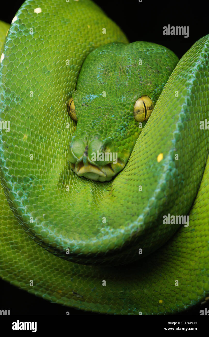Green Tree Python (Morelia viridis) coiled, Jakarta, Java, Indonesia ...