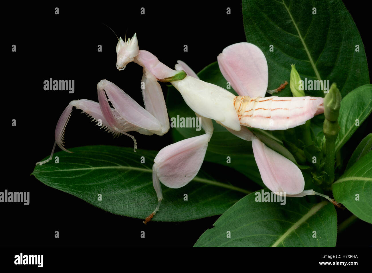 Orchid Mantis (Hymenopus coronatus) juvenile mimics flower, Jakarta ...