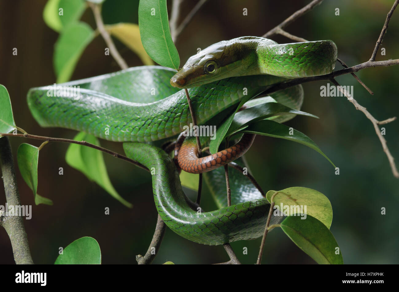Red-tailed Green Ratsnake (Gonyosoma oxycephalum) coiled in branches ...