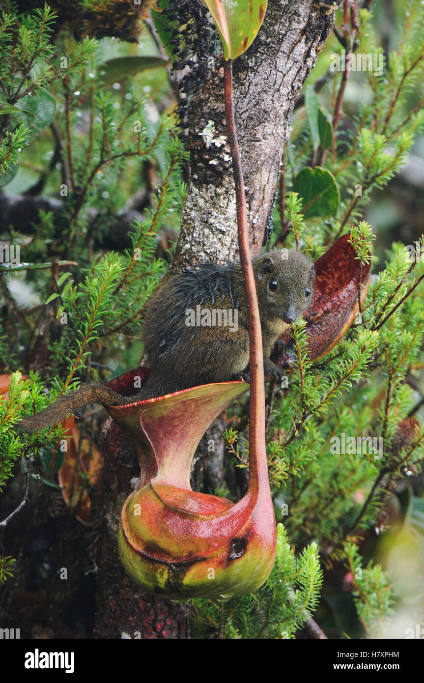 Low's Pitcher Plant (Nepenthes lowii) derives nitrogen nutrients from ...