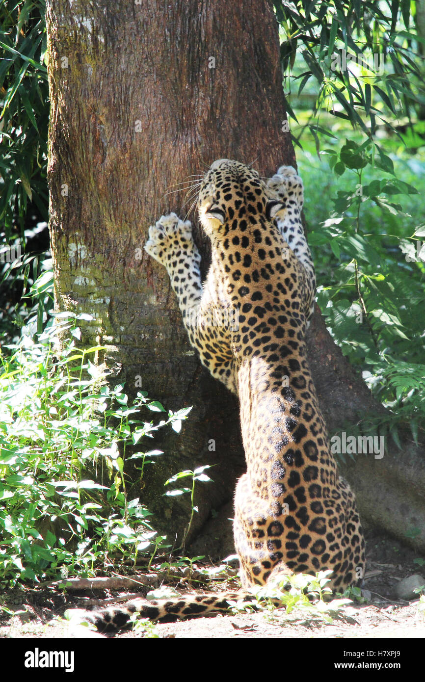 Leopard is sharpening his nail on the tree Stock Photo - Alamy