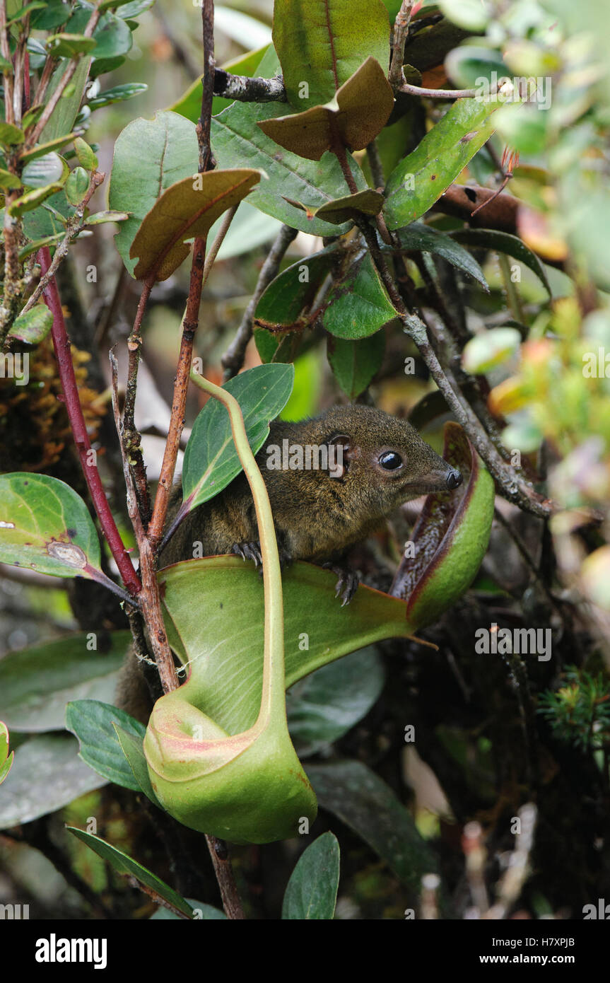 Low's Pitcher Plant (Nepenthes lowii) derives nitrogen nutrients from ...