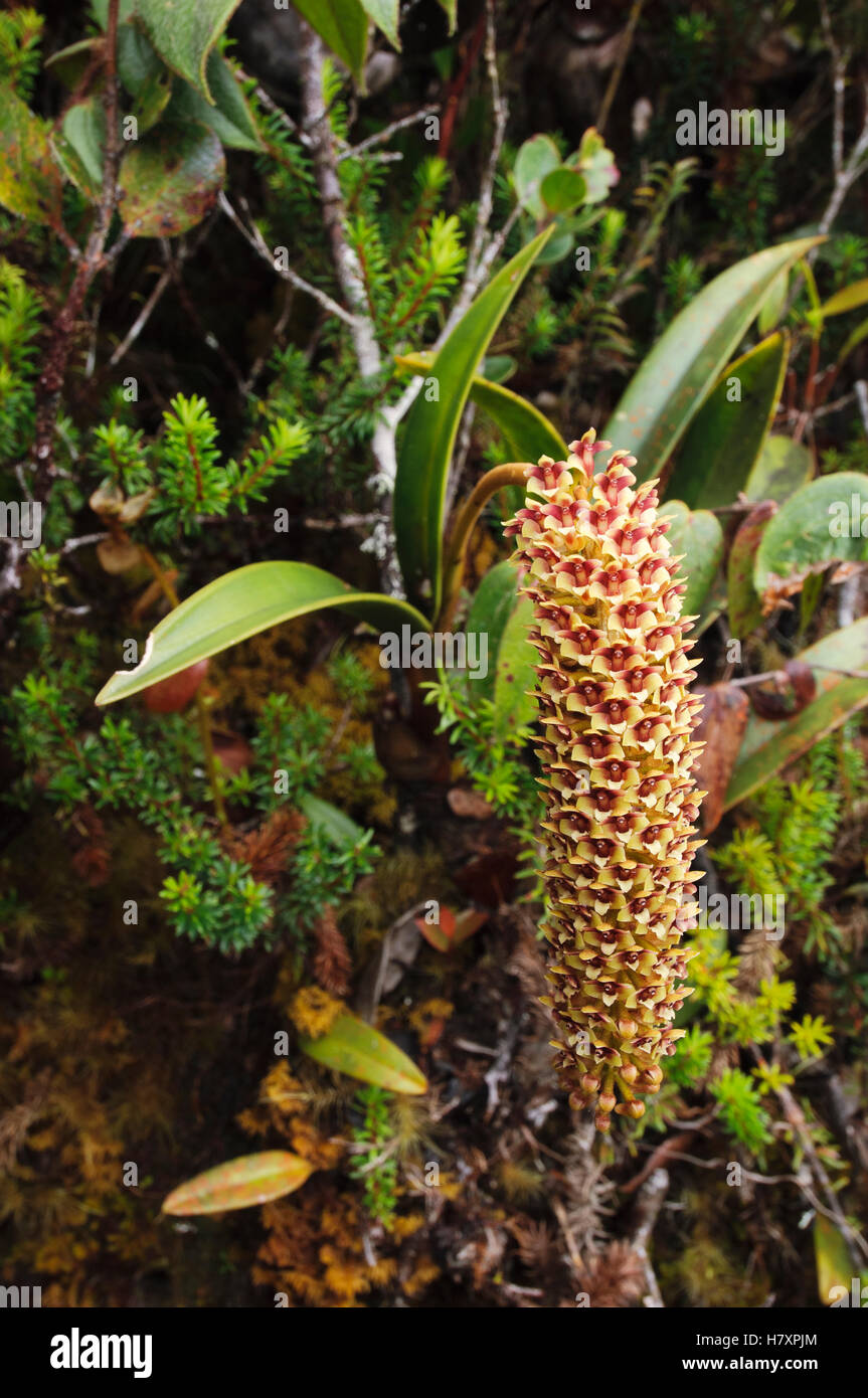 Orchid (Eria robusta) flower, Gunung Mulu National Park, Sarawak ...