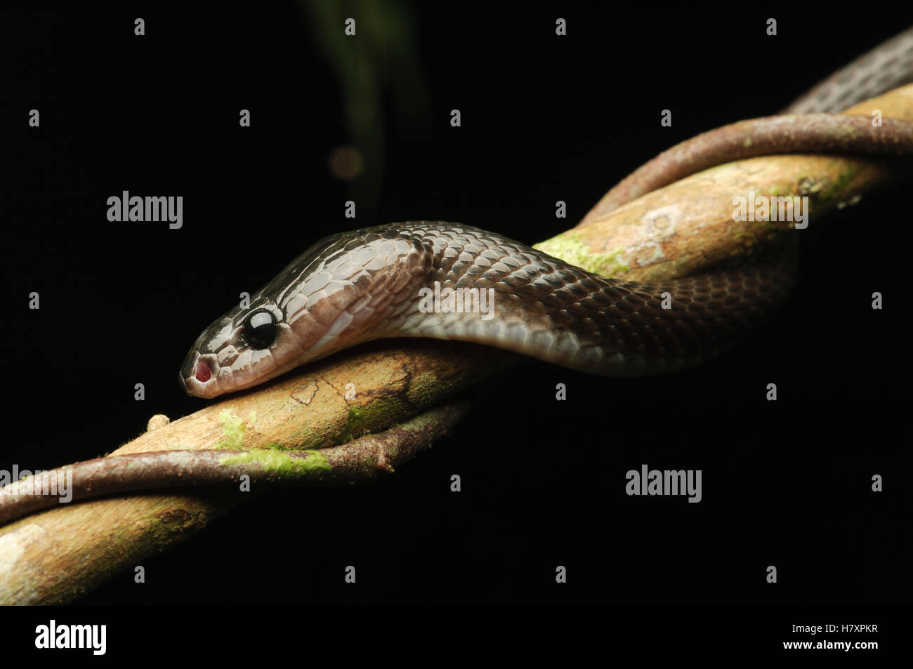 Slender Wolf Snake (Lepturophis borneensis), Kubah National Park ...
