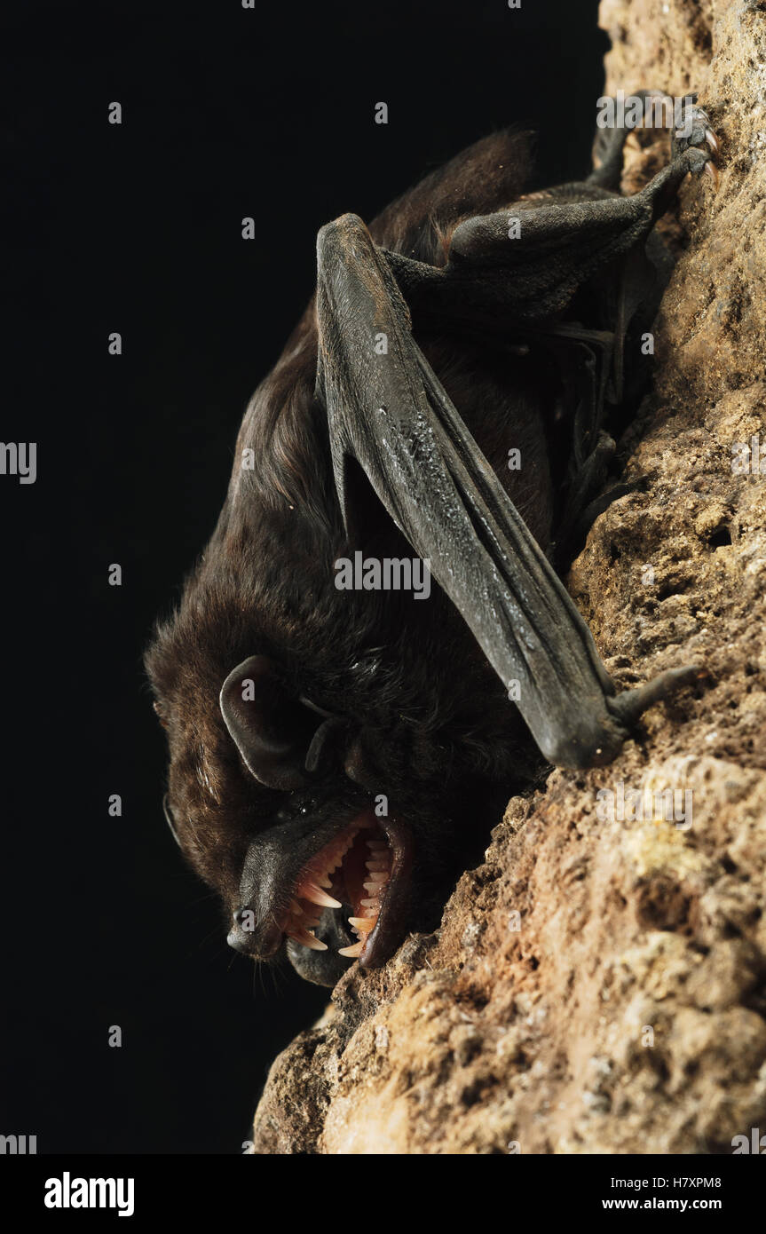 Large False Serotine (Hesperoptenus tomesi) bat, Bintulu, Bukit Sarang ...