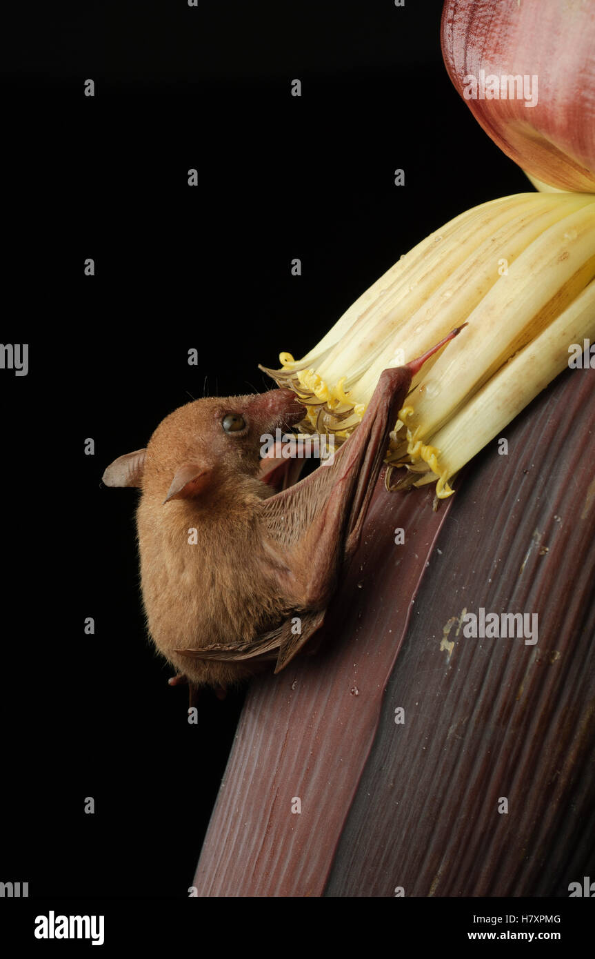 Lesser Long-tongued Fruit Bat (Macroglossus minimus) feeding on the ...