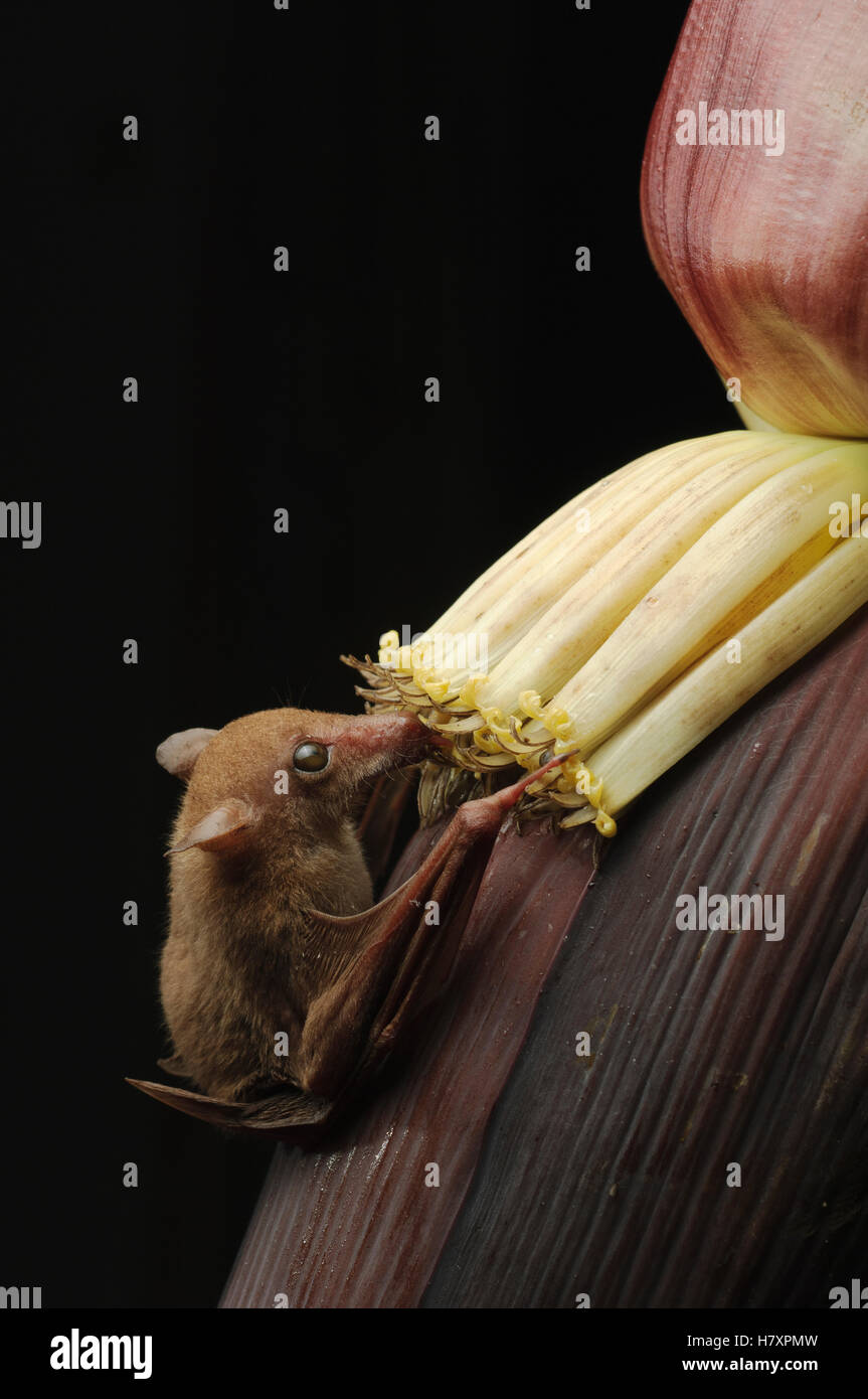 Lesser Long-tongued Fruit Bat (Macroglossus minimus) feeding on the ...
