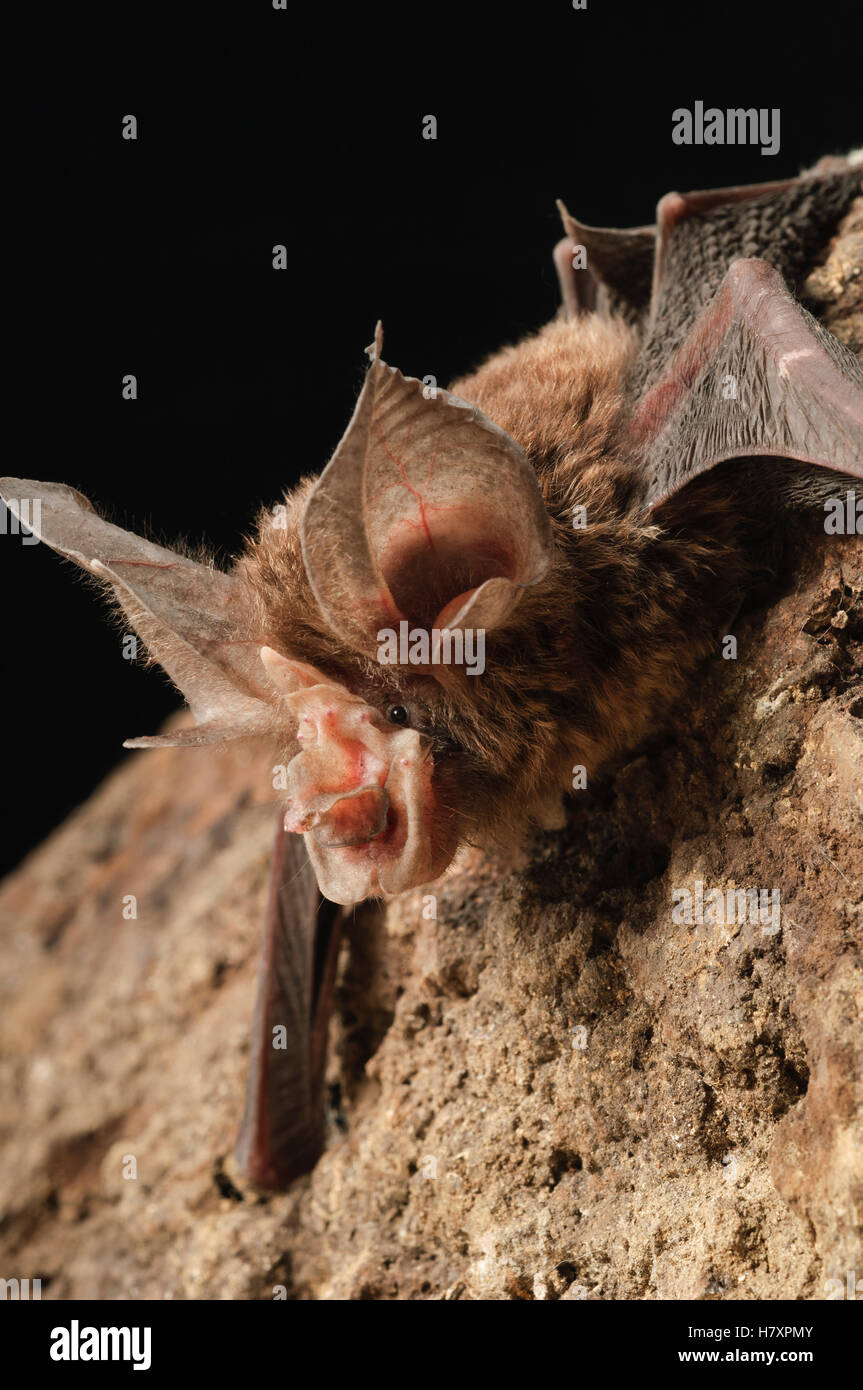 Large-eared Horseshoe Bat (Rhinolophus philippinensis), Bintulu, Bukit ...