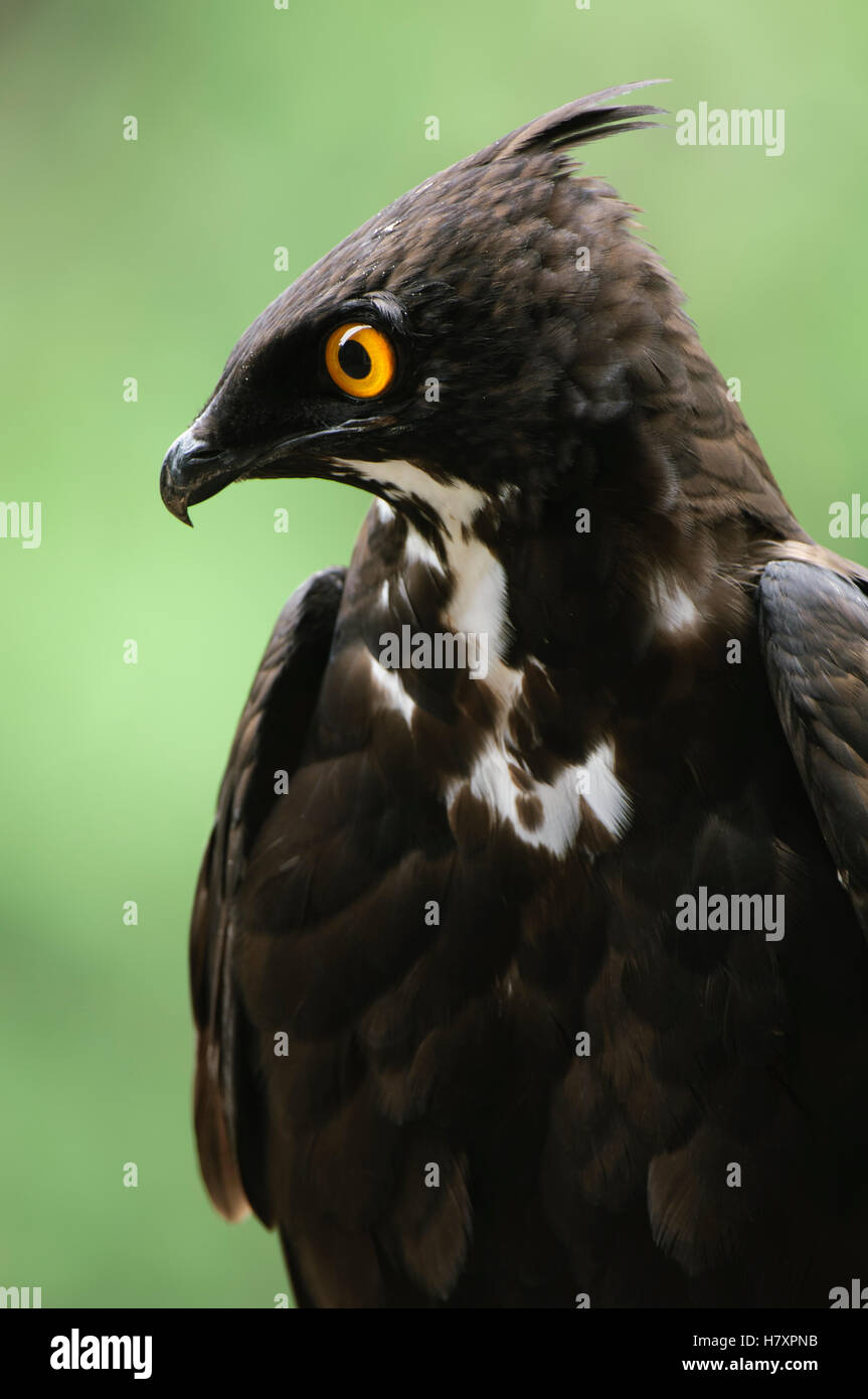 Bat Hawk (Macheiramphus alcinus), Bintulu, Bukit Sarang Conservation Area, Sarawak, Borneo ...
