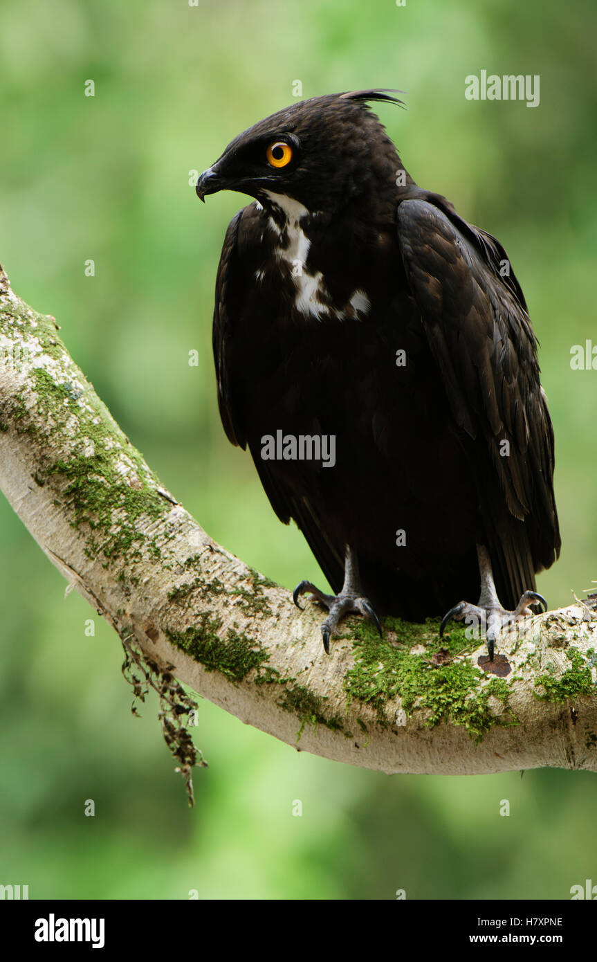 Bat Hawk (Macheiramphus alcinus), Bintulu, Bukit Sarang Conservation ...