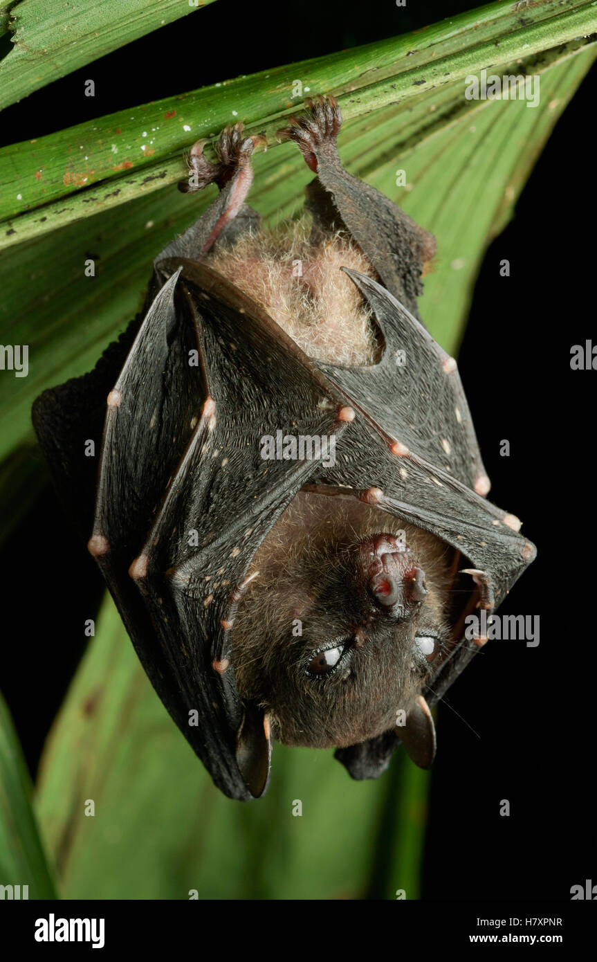 Spotted-winged Fruit Bat (Balionycteris maculata), Bintulu, Bukit ...