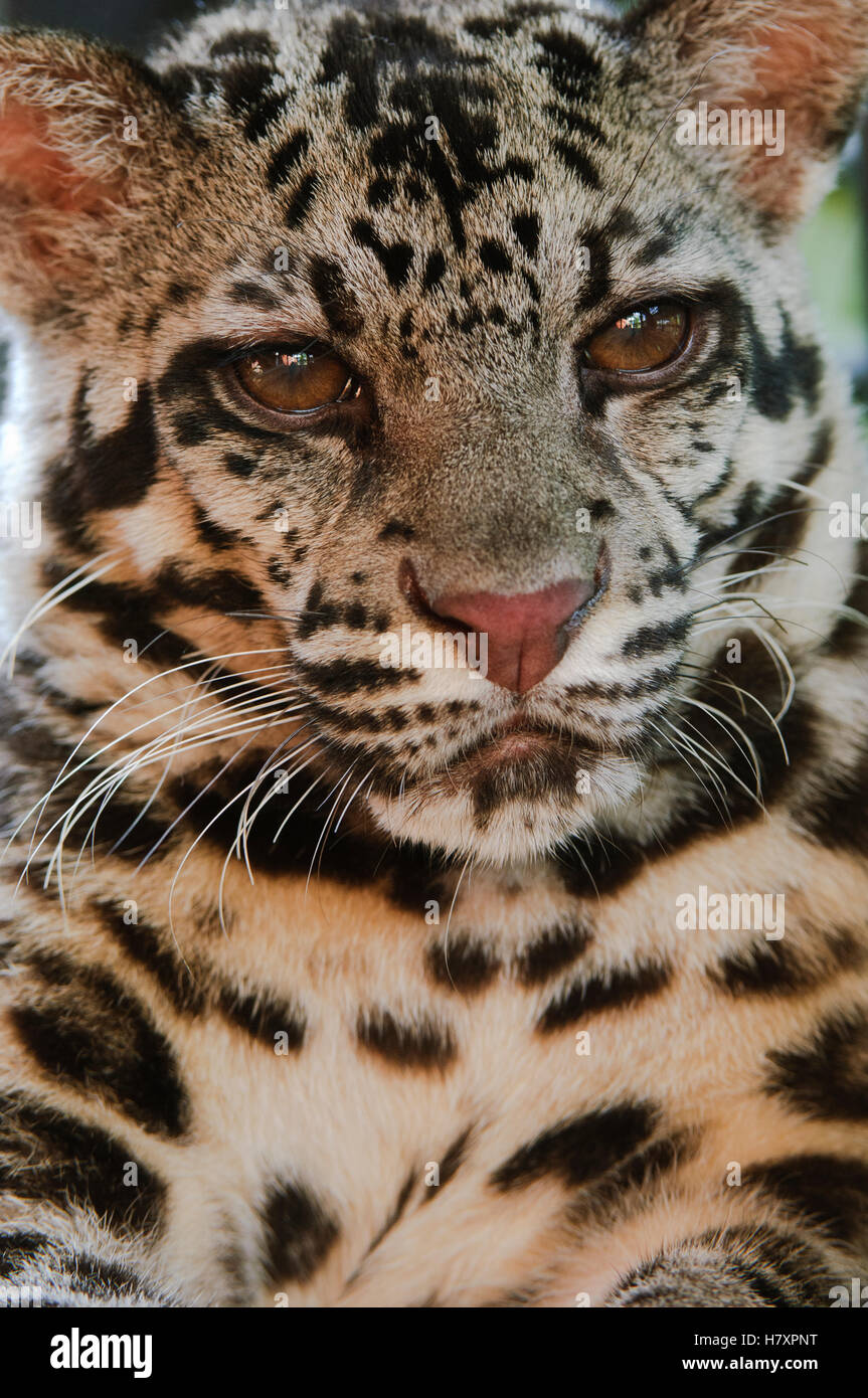 Sunda Clouded Leopard