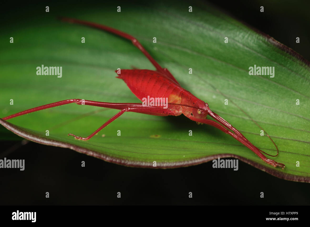 Katydid (Tettigoniidae) juvenile from the montane forests, Pulong Tau ...