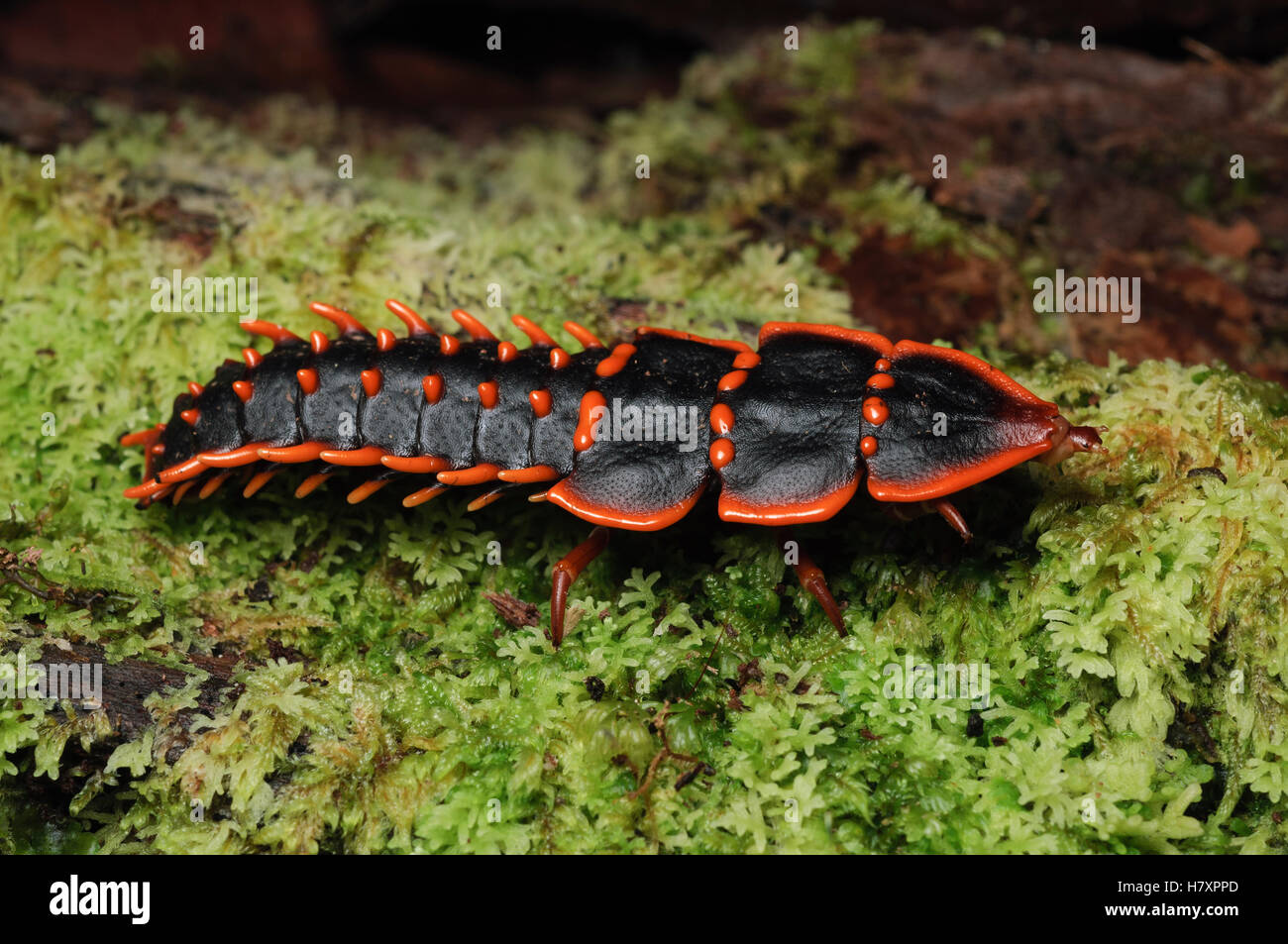 Net-winged Beetle (Duliticola sp) neotenic female remains in her larval ...