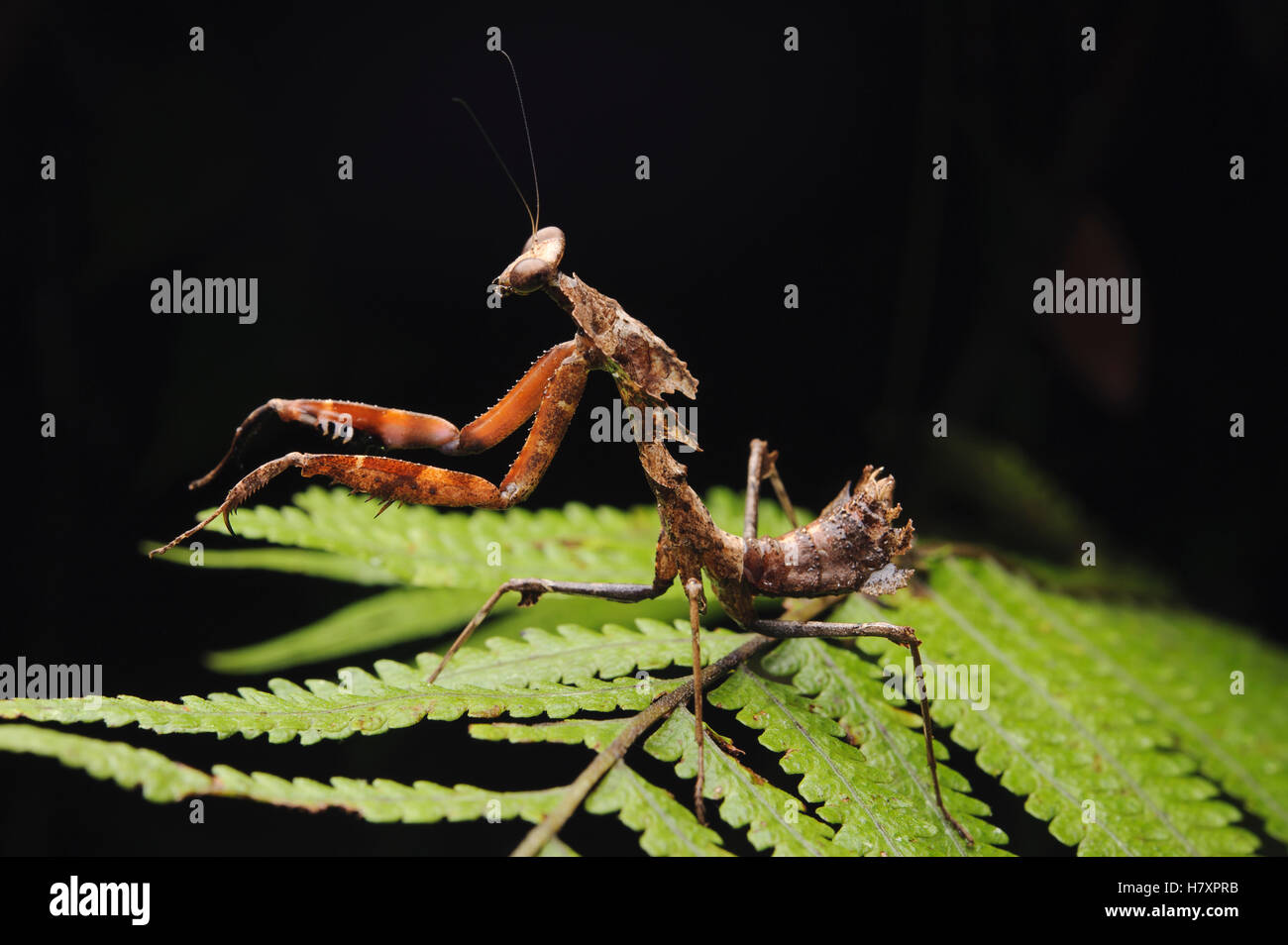 Malaysian Dead-leaf Mantis (Deroplatys desiccata) juvenile female ...