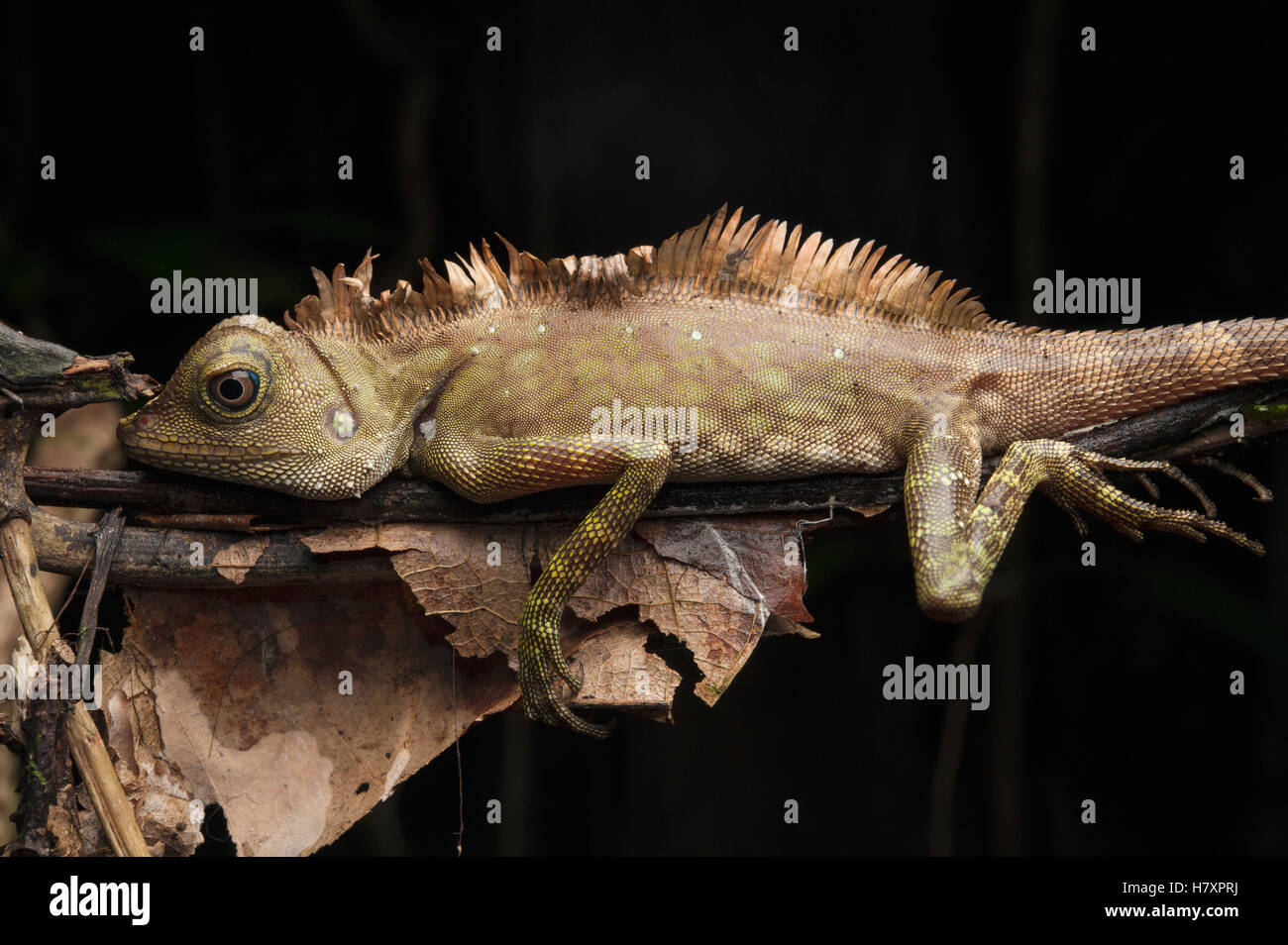 Borneo Anglehead Lizard (Gonocephalus bornensis), Gunung Mulu National ...