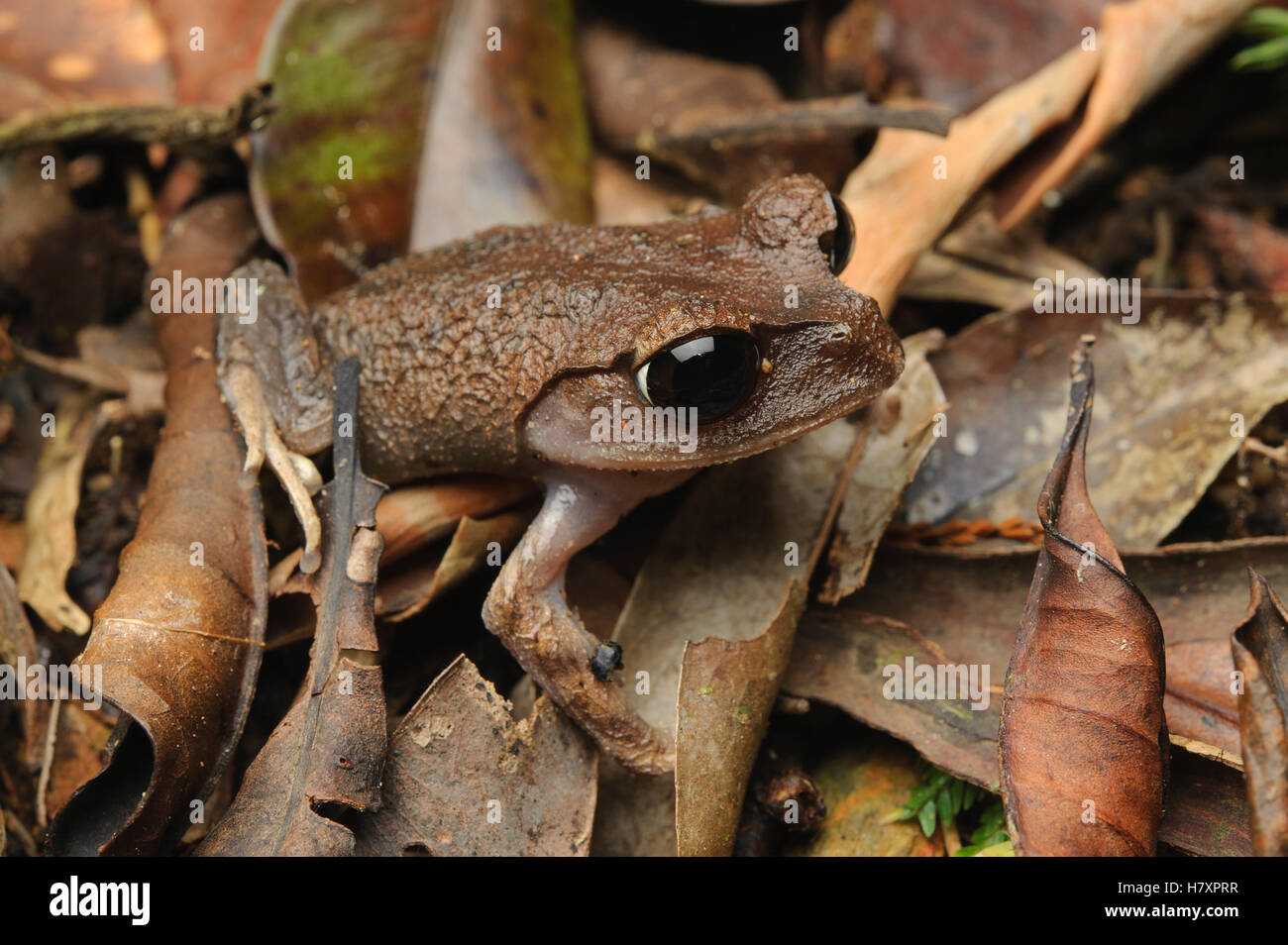 Mountain Litter Frog (Leptobrachium montanum) camouflaged in leaf ...