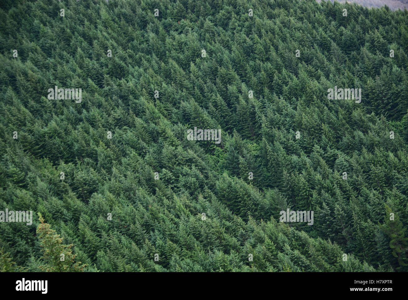 Pine trees from above Stock Photo - Alamy