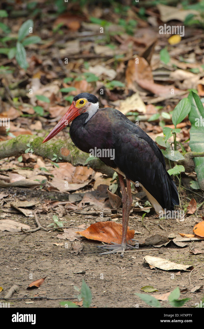 Storm's Stork (Ciconia stormi), Kinabatangan Wildlife Sanctuary, Sabah ...