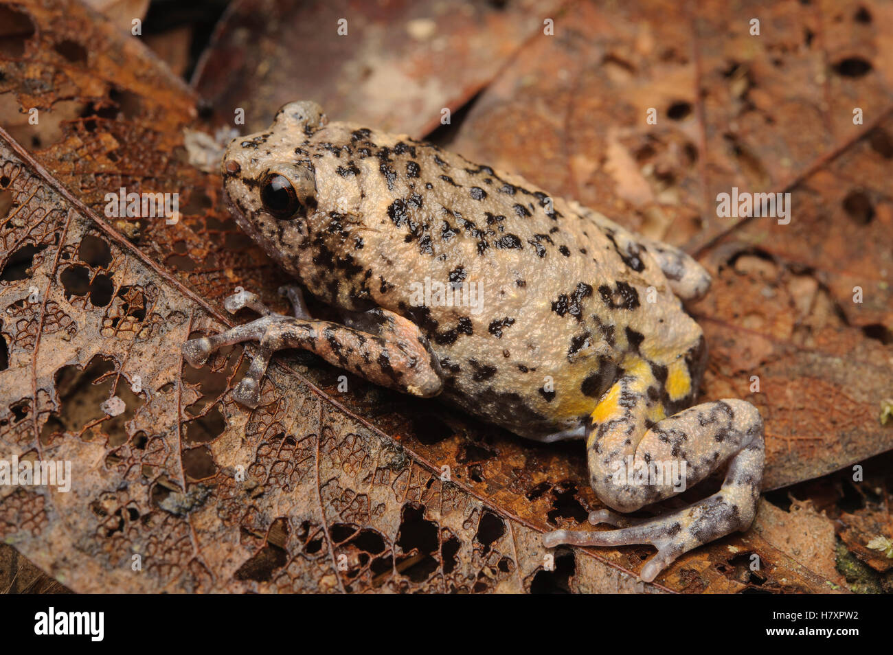 Smooth-fingered Narrow-mouthed Frog (Kaloula baleata), Kinabatangan ...