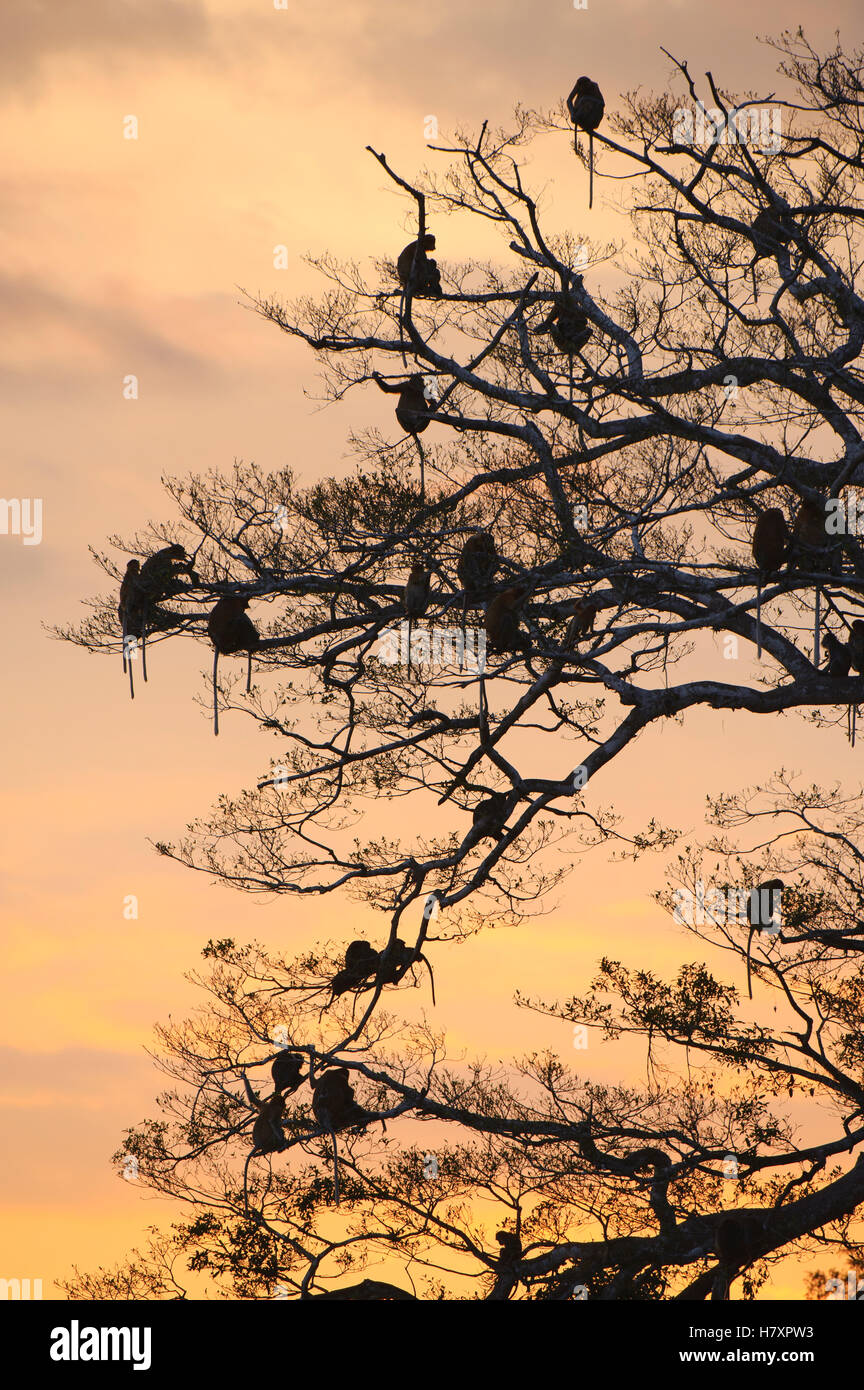 Proboscis Monkey (Nasalis larvatus) group in tree at sunset ...