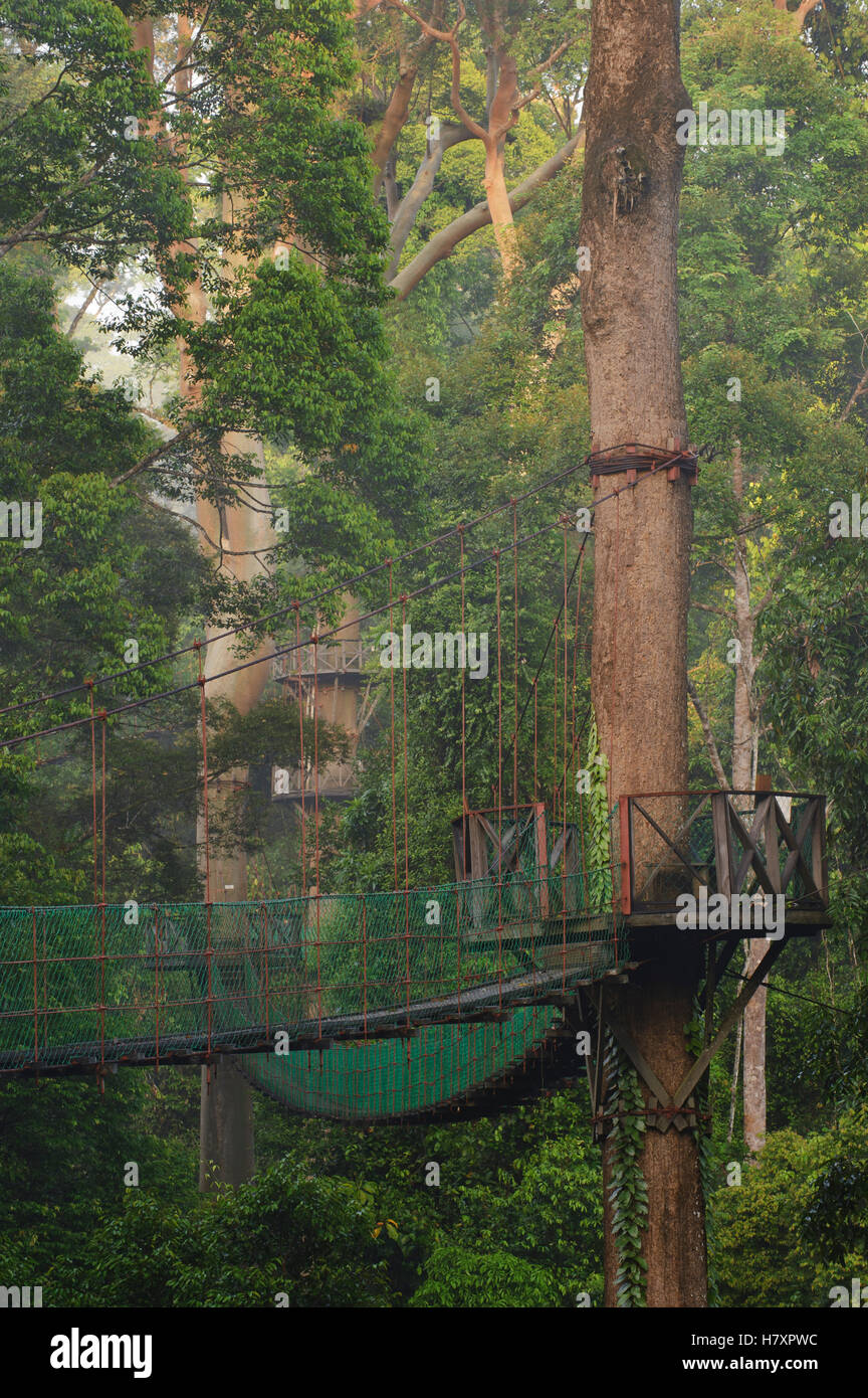 Canopy walk through lowland rainforest, Danum Valley Conservation Area ...
