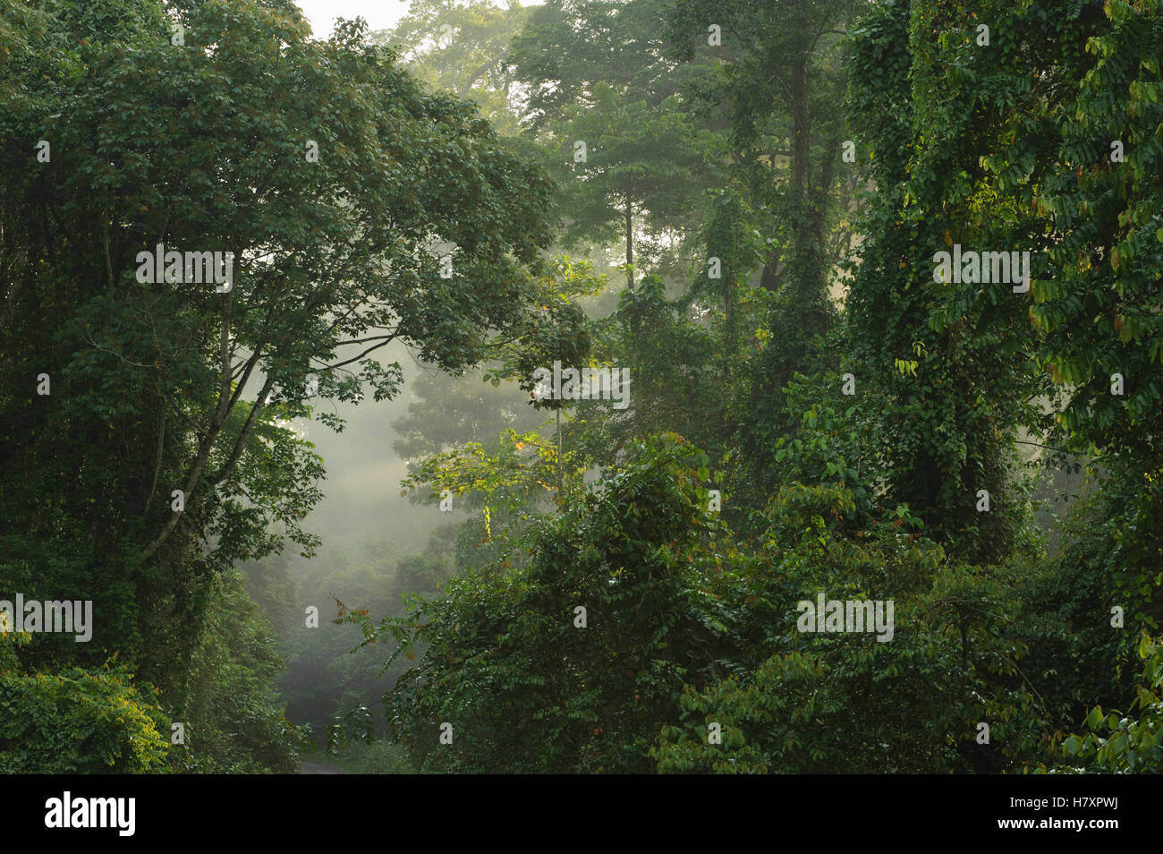 Secondary lowland rainforest showing thick undergrowth of sapling trees ...