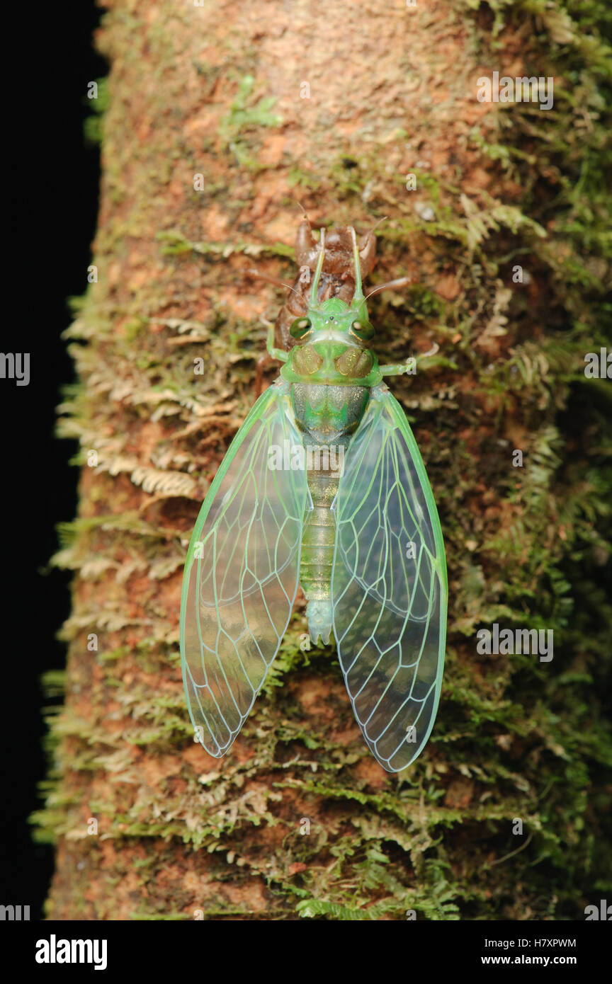 Cicada (Cicadidae) newly emerged adult with exuvium, Gunung Penrissen ...