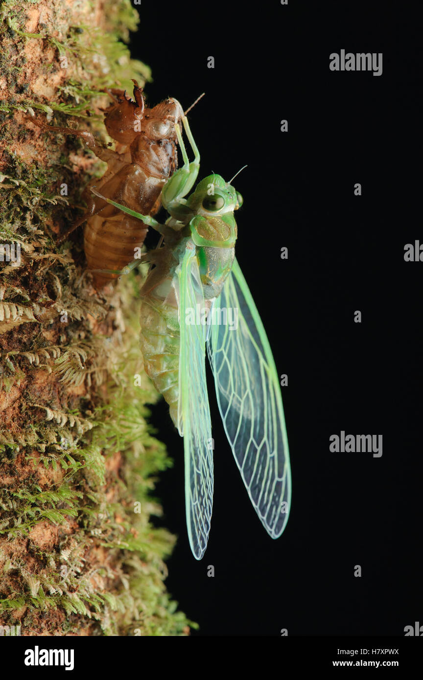 Cicada (Cicadidae) newly emerged adult with exuvium, Gunung Penrissen ...