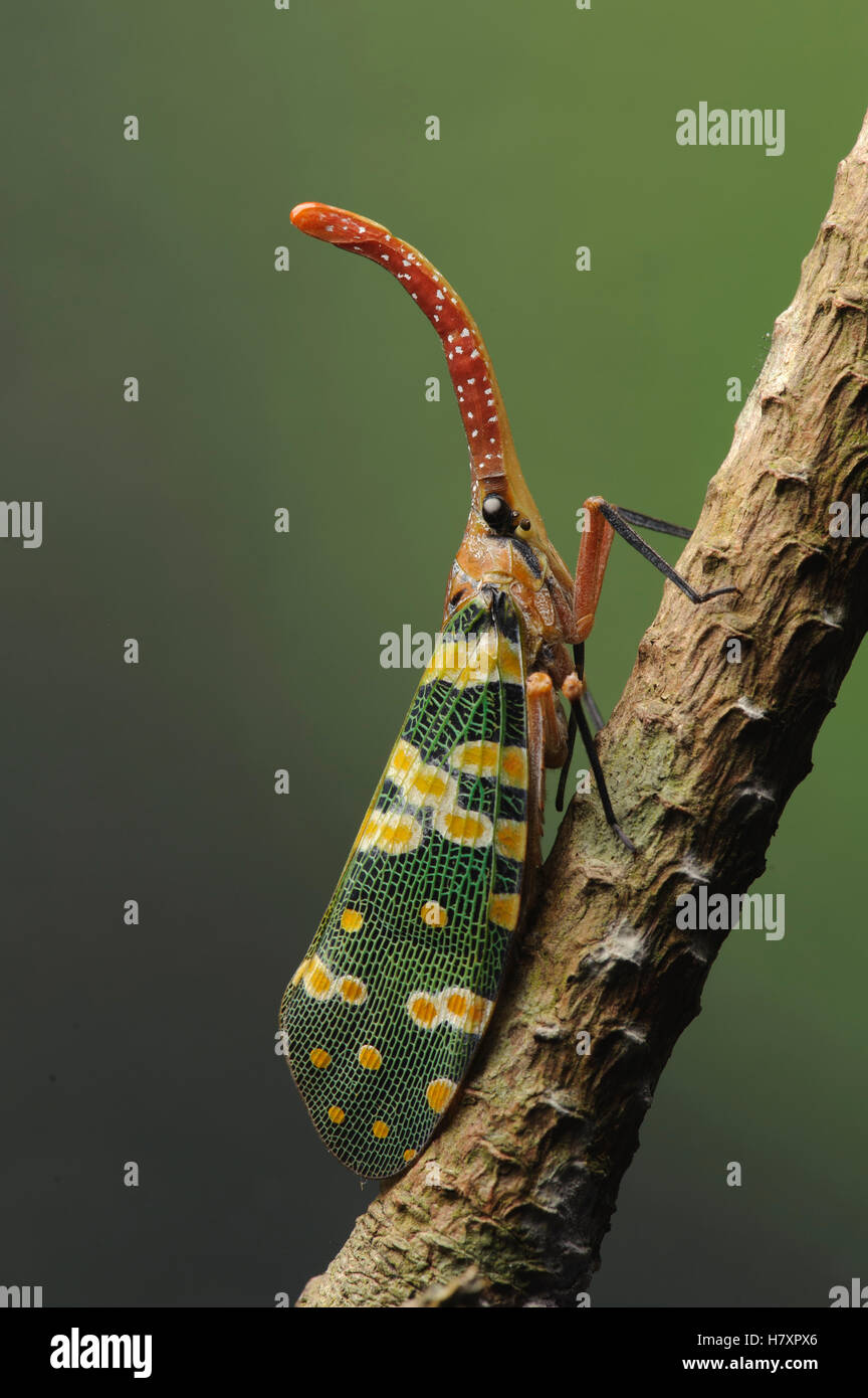 Lanternfly (Pyrops candelaria), Cuc Phuong National Park, Ninh Binh ...