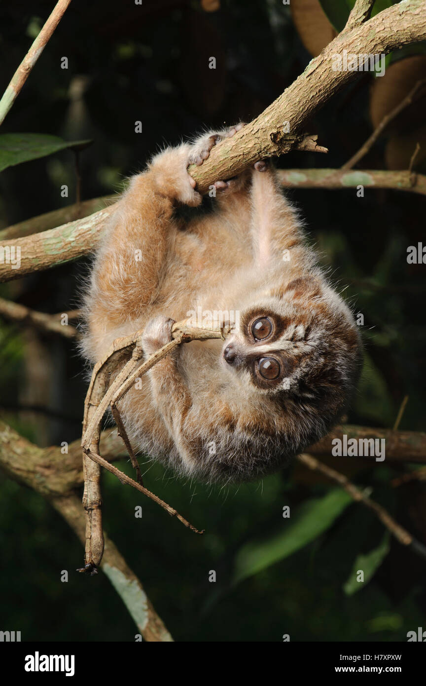Pygmy Slow Loris (Nycticebus pygmaeus) feeding on giant stick insect ...