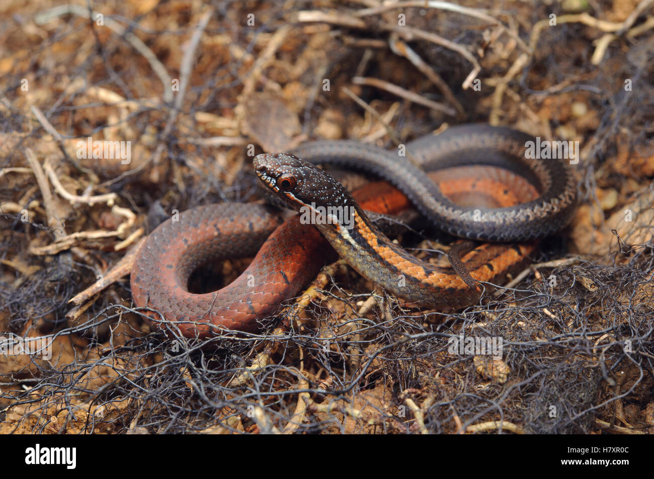 Malayan Many-tooth Snake (Sibynophis melanocephalus), Kuching, Sarawak ...