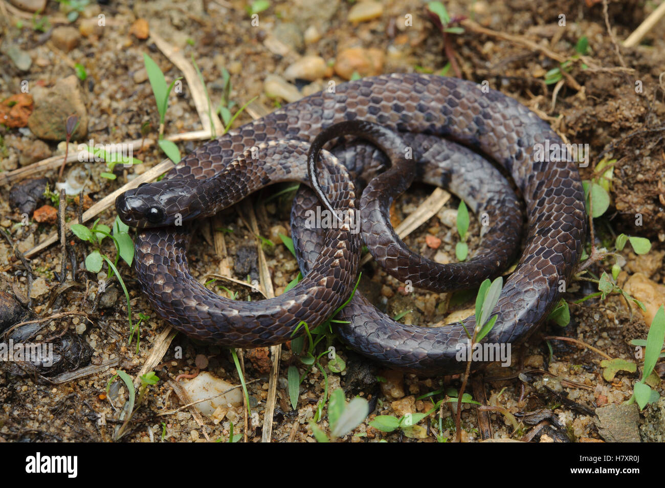 Keeled Slug Snake (Pareas carinatus), Kuching, Sarawak, Borneo ...