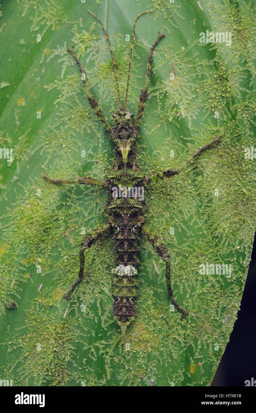 Stick Insect (Phasmatidae), Kinabatangan Wildlife Sanctuary, Sabah ...