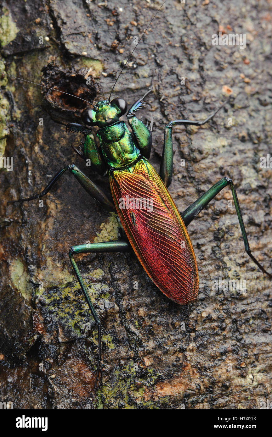 Praying Mantis (Metallyticus splendidus), Maliau Basin, Sabah, Borneo ...