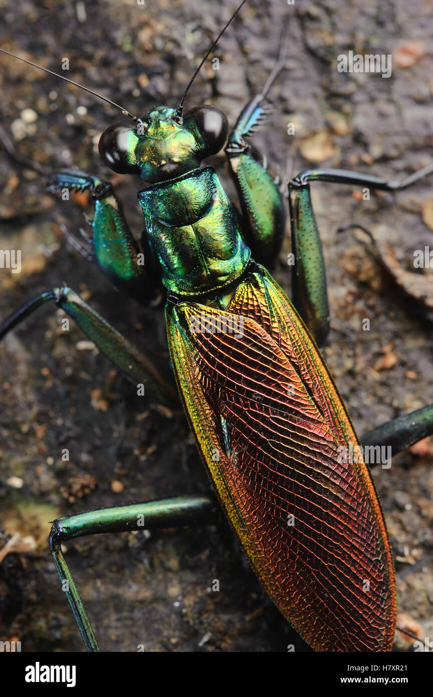 Praying Mantis (Metallyticus splendidus), Maliau Basin, Sabah, Borneo ...