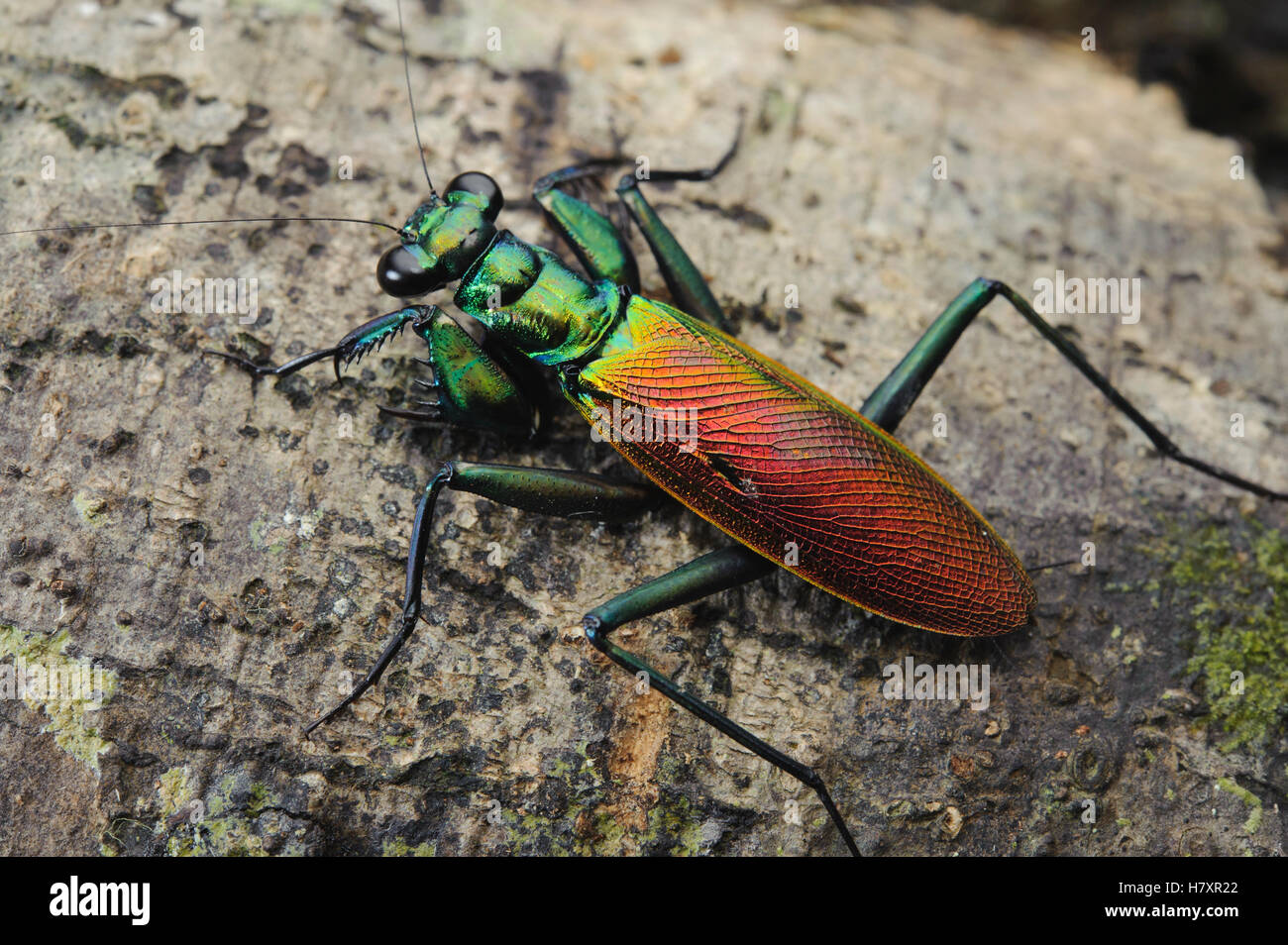 Praying Mantis (Metallyticus splendidus), Maliau Basin, Sabah, Borneo ...
