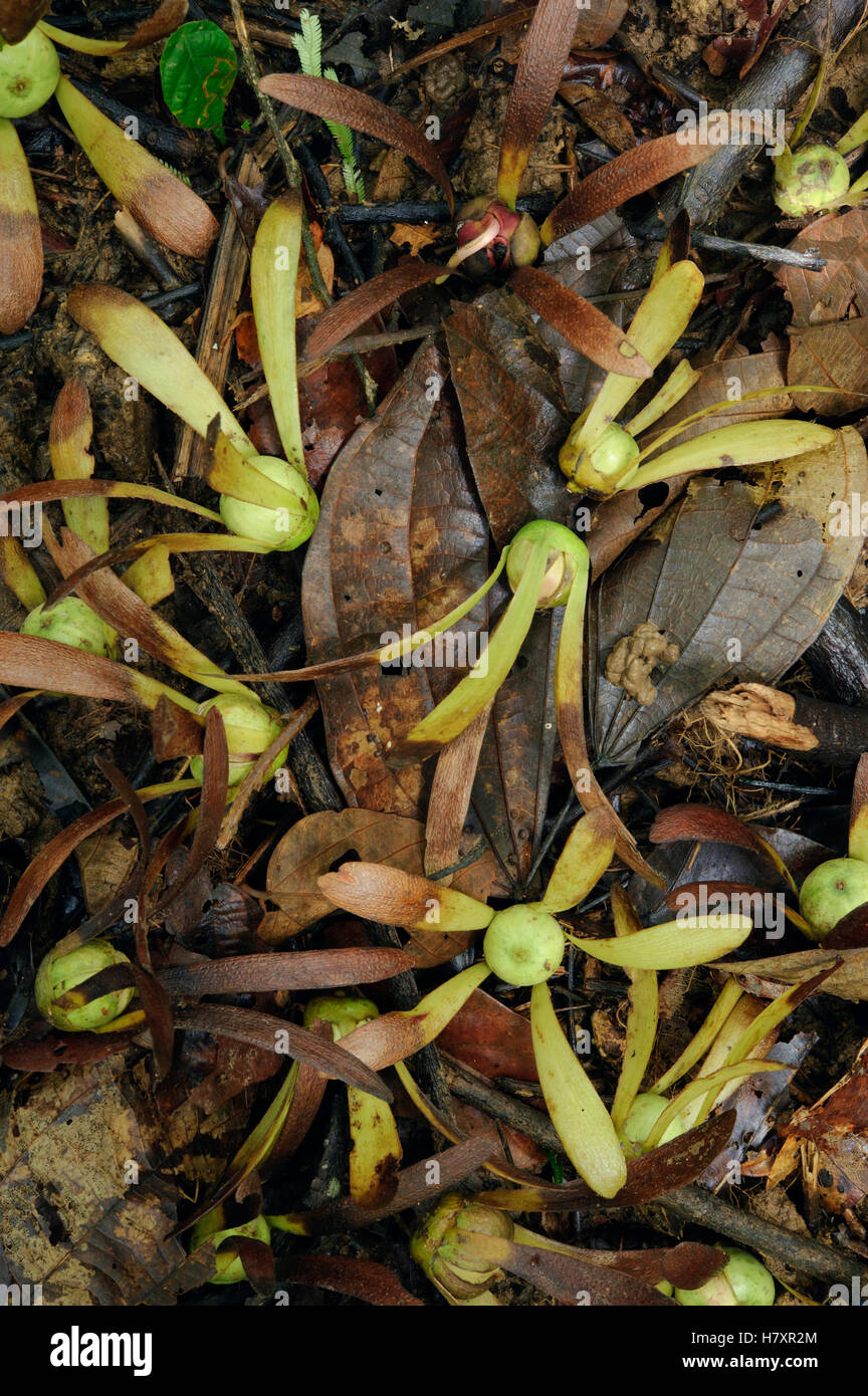 Kapur (Dryobalanops lanceolata) seeds carpeting rainforest floor, Danum ...