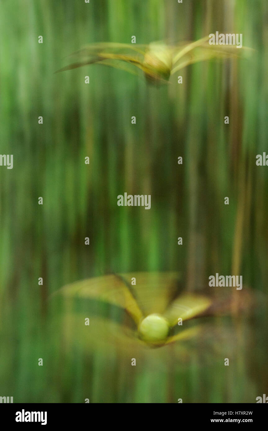 Kapur (Dryobalanops lanceolata) seeds falling to forest floor, Danum ...