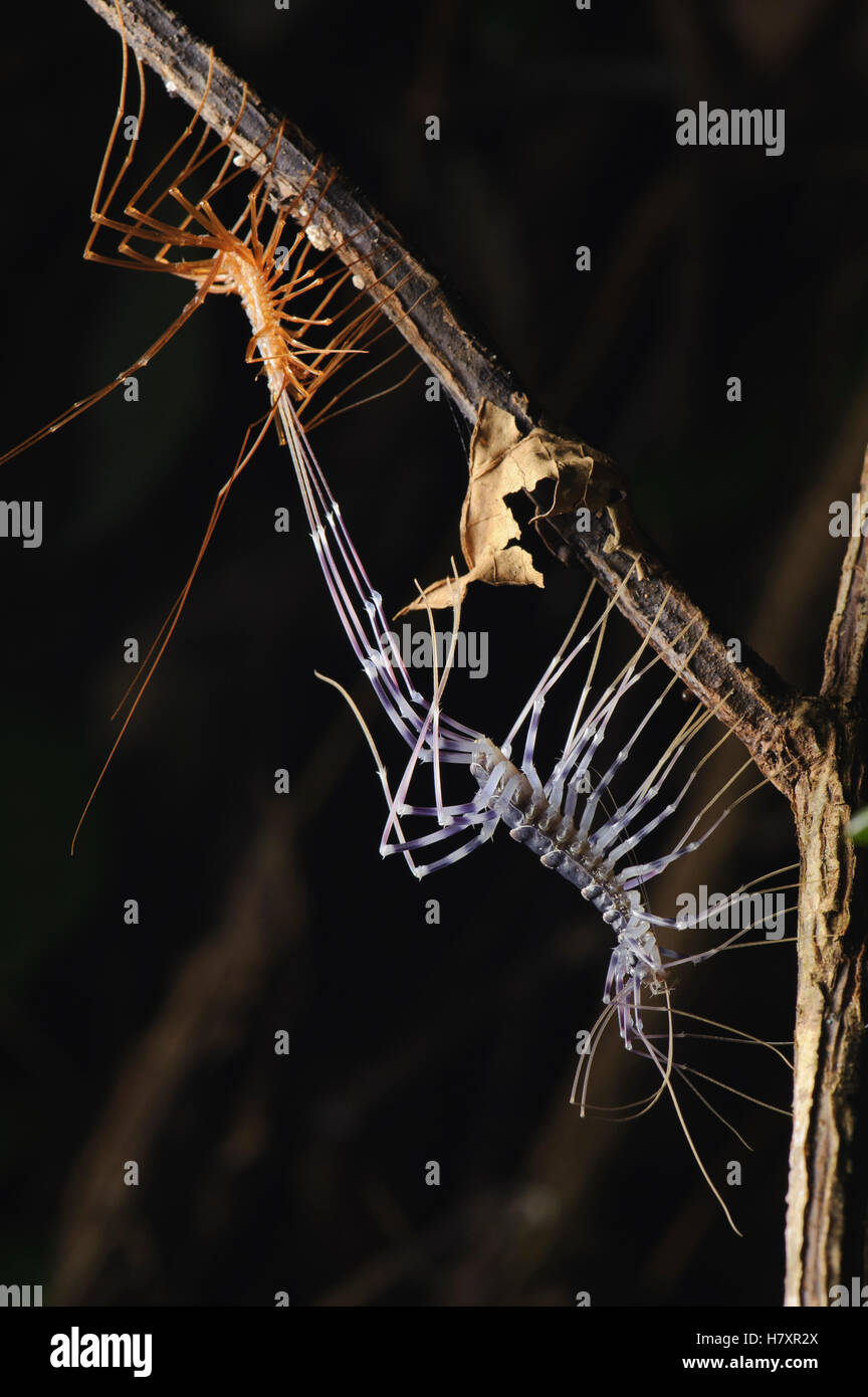 Centipede (Scutigera sp) molting, Danum Valley Conservation Area, Sabah ...